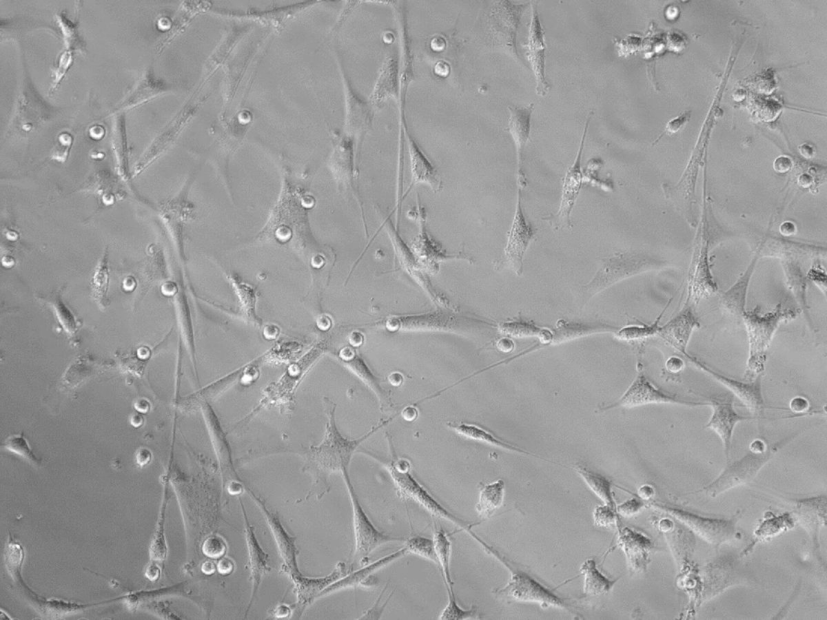 2D/3D in vitro cell model - Monasterium Laboratory