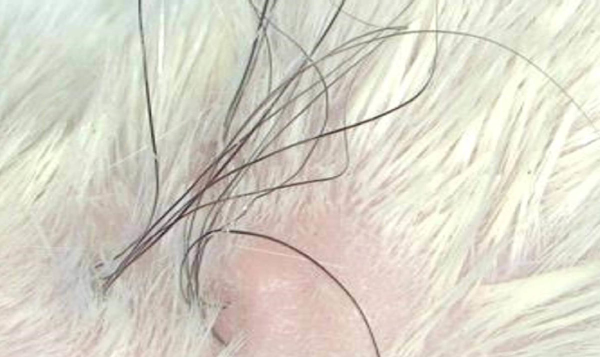 Humanized mouse models - Monasterium Laboratory